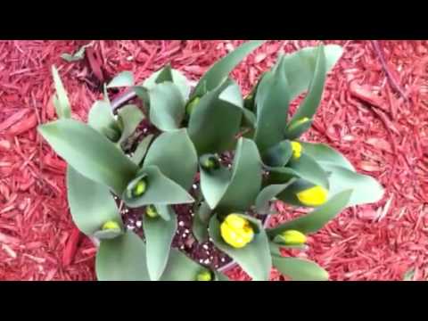 Yellow tulips