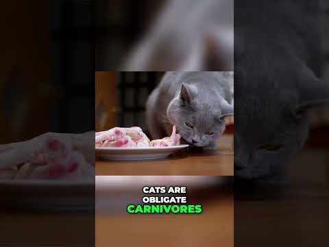 Cat Diet: The Purr-fect Food for Your Furry Friend