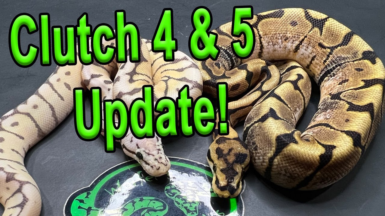 Clutch 4 & 5 UPDATE! (Ball Python)