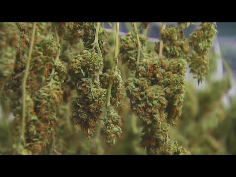 What would recreational marijuana mean for West Memphis dispensaries?
