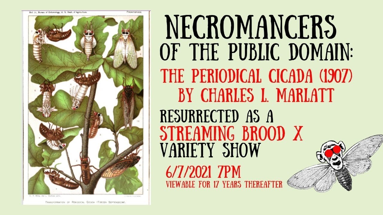 THE PERIODICAL CICADA resurrected as a free streaming cicada themed ...