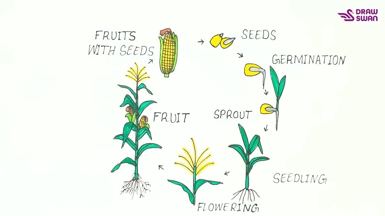 How to draw and label the life cycle of a maize plant