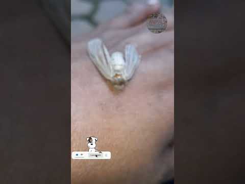 Galleria mellonella, the greater wax moth or honeycomb moth, 😱😱dead😢😢found