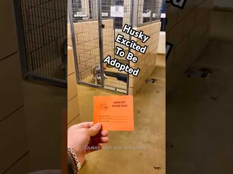 Husky At Rescue Shelter Reacts To Getting Adopted