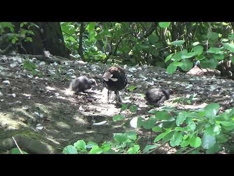 Young Moorhens #moorhen #moorhens #gallinulachloropus #swampchicken #waterbirds #wildanimals