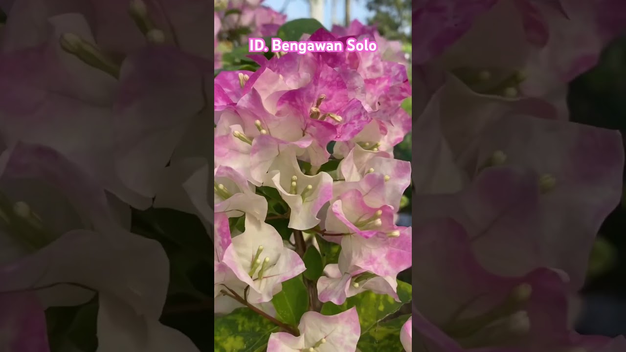 ID. Bengawan Solo #bougenville #tanamanhias #dekorasitaman #blessingflowerpwj