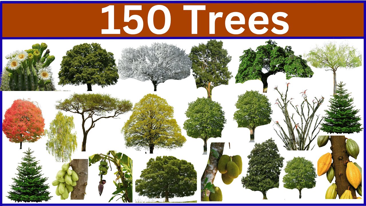 Learn 150 Tree Names Through Beautiful Images