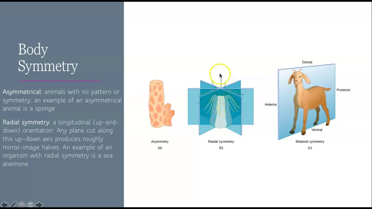Sponges and Cnidarians