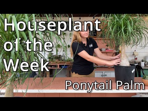 Ponytail Palm - Houseplant of the Week