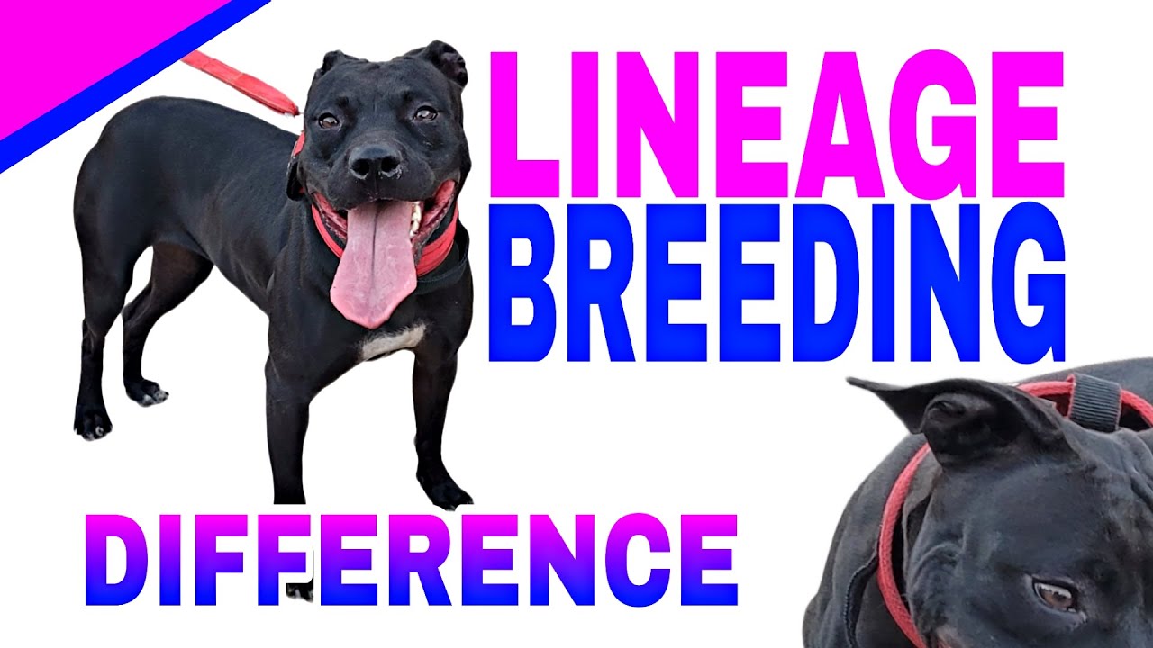 Lineage - Inbreeding - Inbred - Line Breed - Family Breeding - RL #apbt