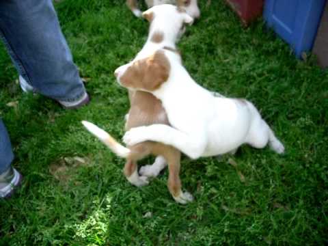 Ibizan Hound puppies