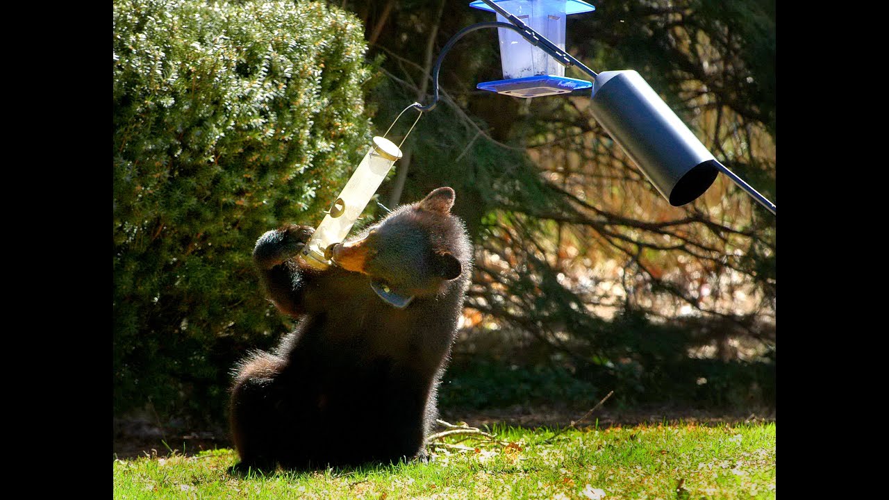 Keep Bears Wild: Avoid Feeding Them