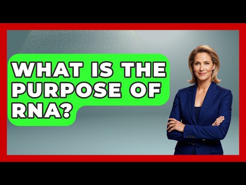 What Is The Purpose Of RNA? - Biology For Everyone