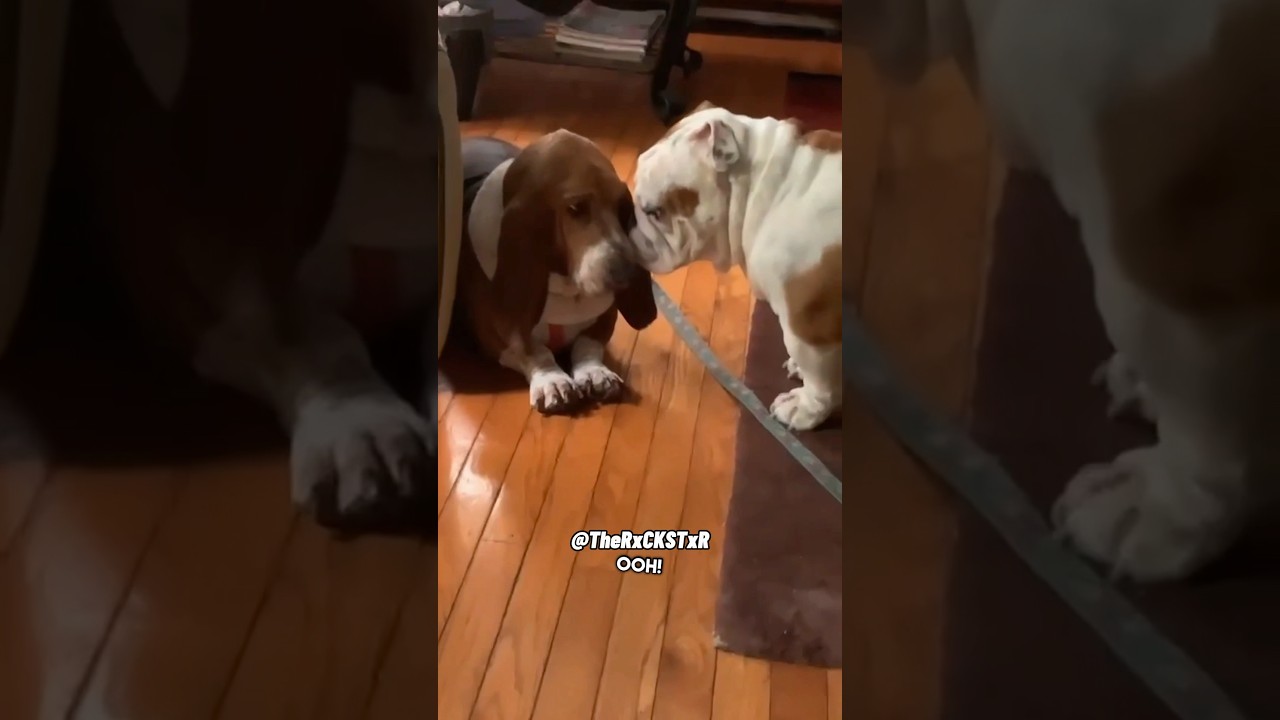 All Bark and No Bite!