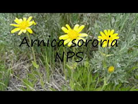 How to pronounce Arnica sororia NPS in English?