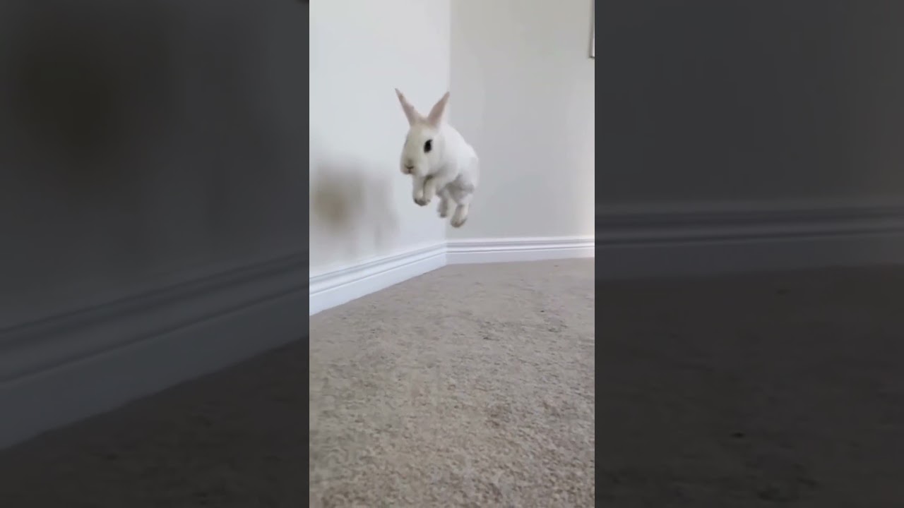 Take you to see the bunny jumping in slow motion #shorts #rabbits