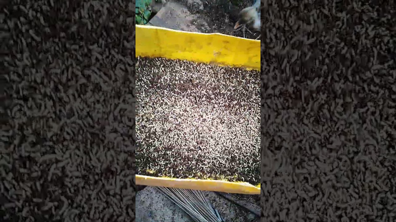 How to make housefly maggot.