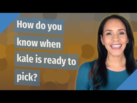 How do you know when kale is ready to pick?