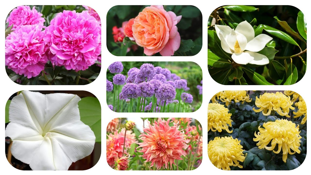 21 Plants with Massive Blooming Flowers