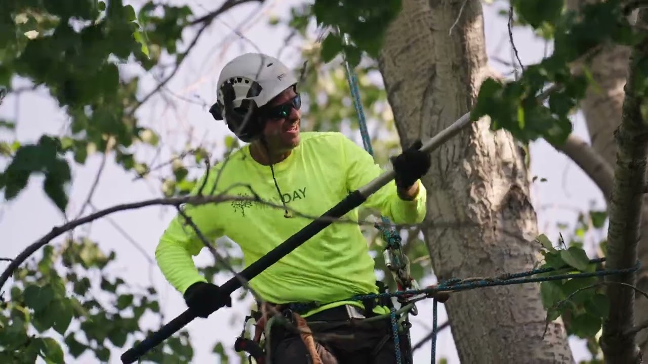 May Day Tree Services Edmonton