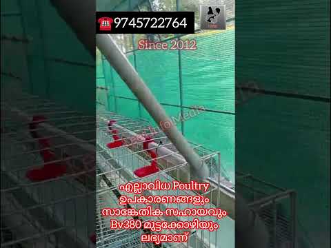 Tata Hitech Cage-144 കോഴിക്കുള്ളത് #bv380 #chicken #poultry #hitech