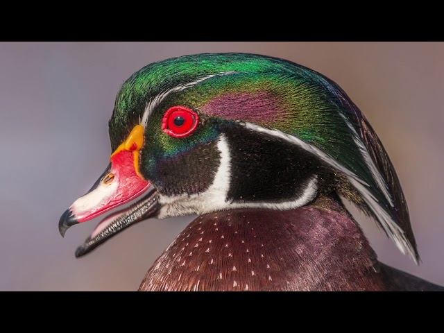 How to pronounce Ciconiiformes | HowToPronounce.com