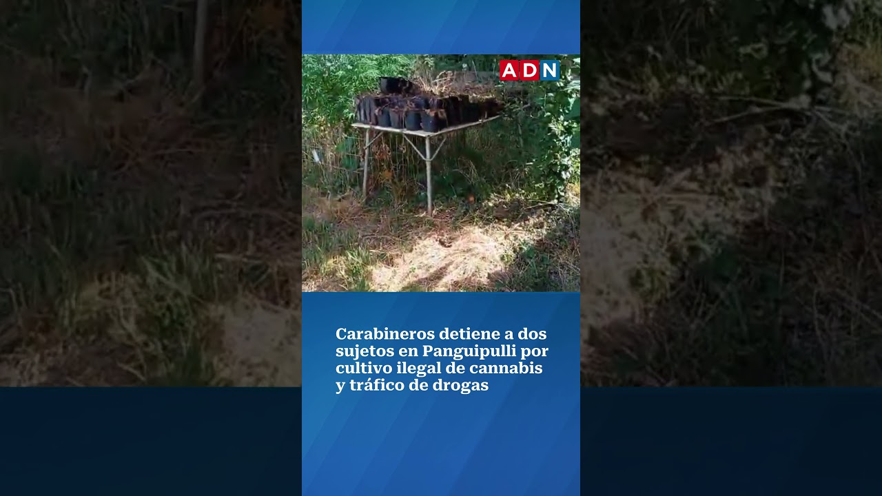 Carabineros detiene a dos sujetos en Panguipulli por cultivo y tráfico de drogas