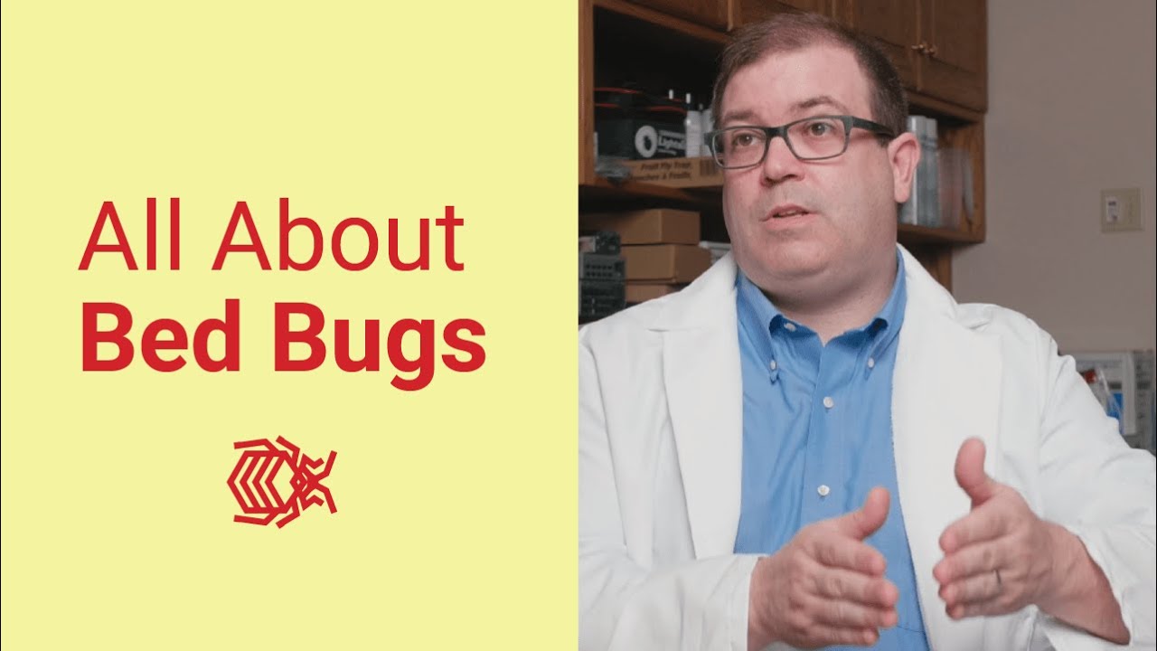 Everything You Need to Know about Bed Bugs
