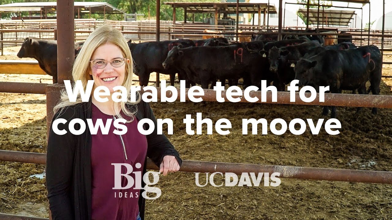 Wearable technology for dairy cows: UC Davis Smart Farm Big Idea