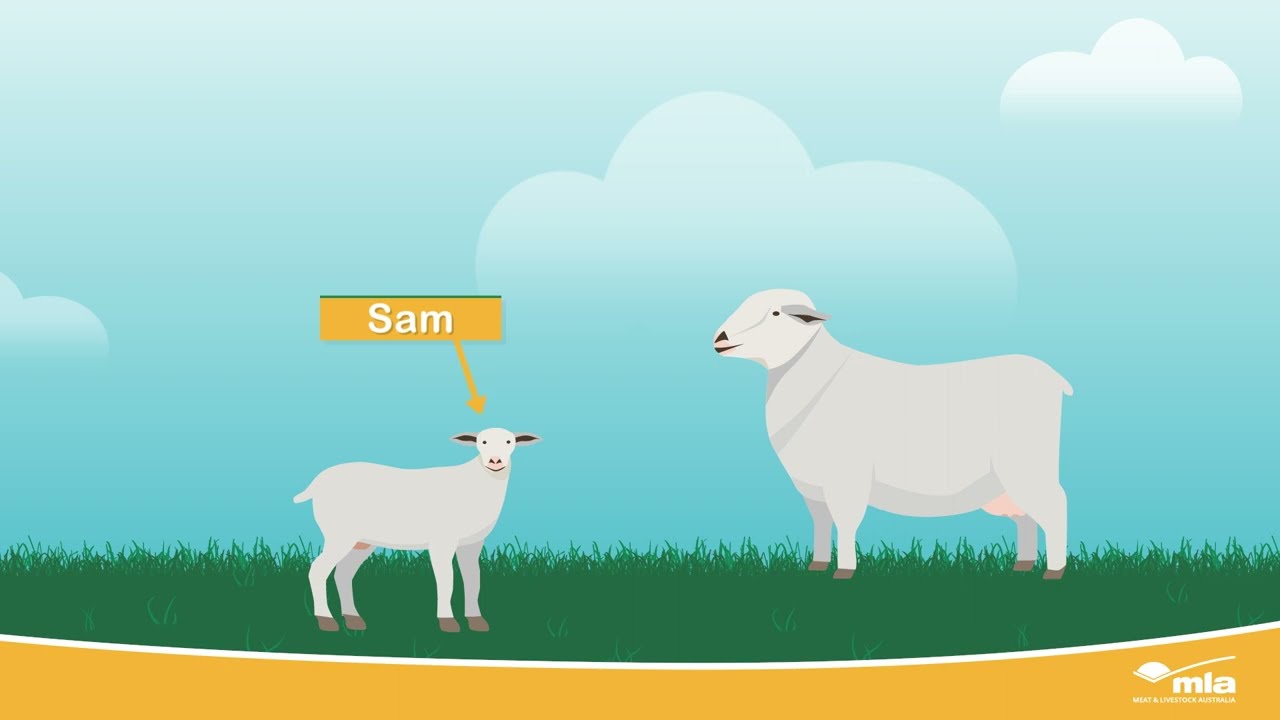 Module 1 Episode 1 - What are Australian Sheep Breeding Values (ASBVs)?