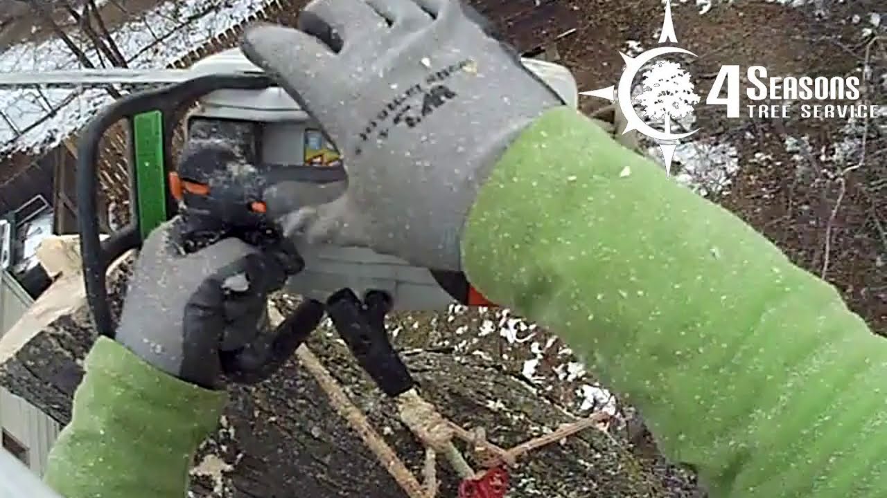 Removing a Dying Maple Tree - 4 Seasons Tree Service Springfield, MO.