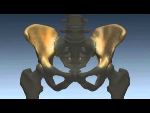 Animation: Location of Sacroilliac Joint