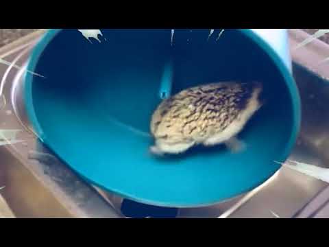 Steam Community :: Video :: Hedgehog gotta go fast