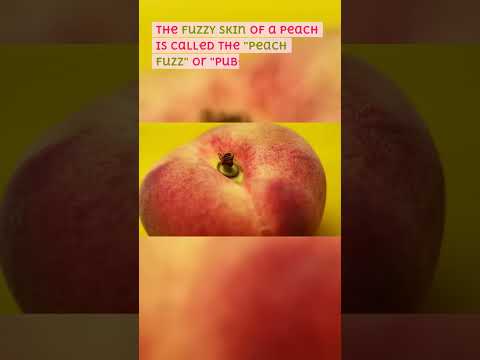 Peachy Keen: Exploring the Wonders of Peaches #shorts #peach #siestaatofu