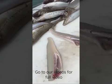 How to fillet whiting nice and simple!