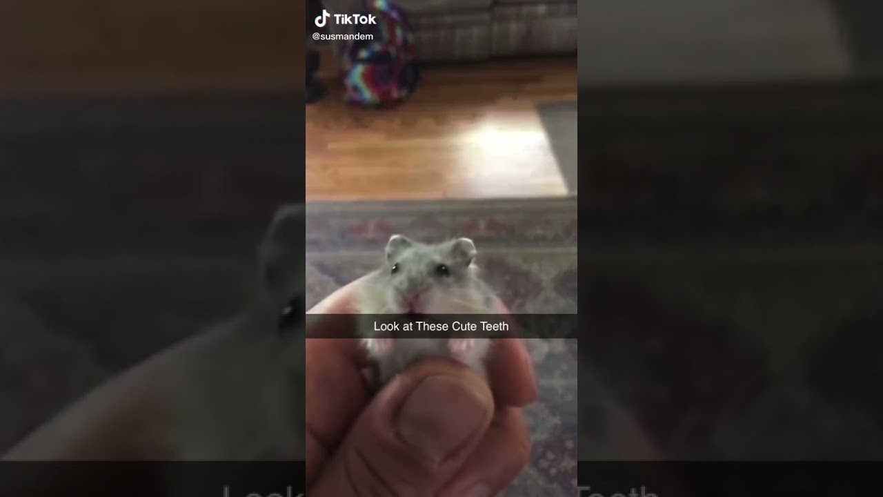 Hamster Screaming