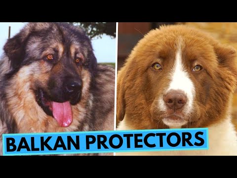 Balkan Livestock Guardian Dog Breeds - Sarplaninac - Kraški Ovčar - Tornjak - Karakachan