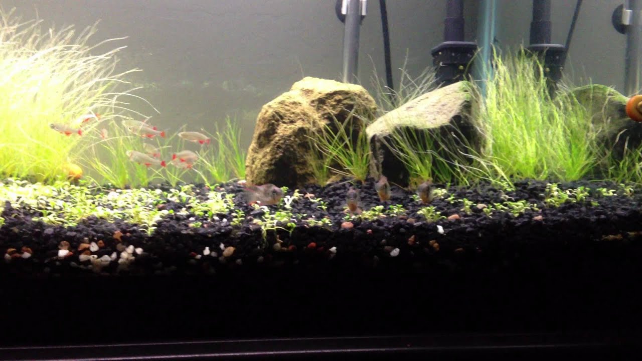Bloodfin Tetra • Care Guide (Tank Setup, Mates & Diet)