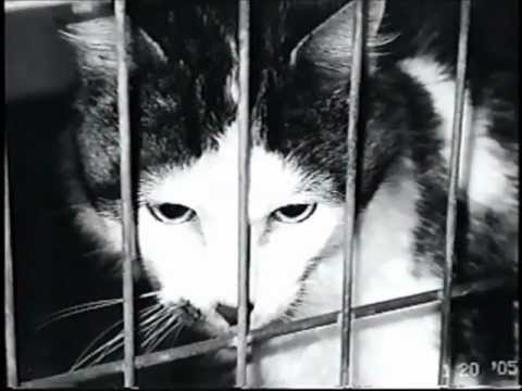 About Us | Ten Lives Club