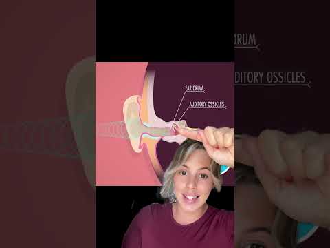 Middle ear vs external infection. Otitis Media = behind eardrum. Otitis Externa = ear canal