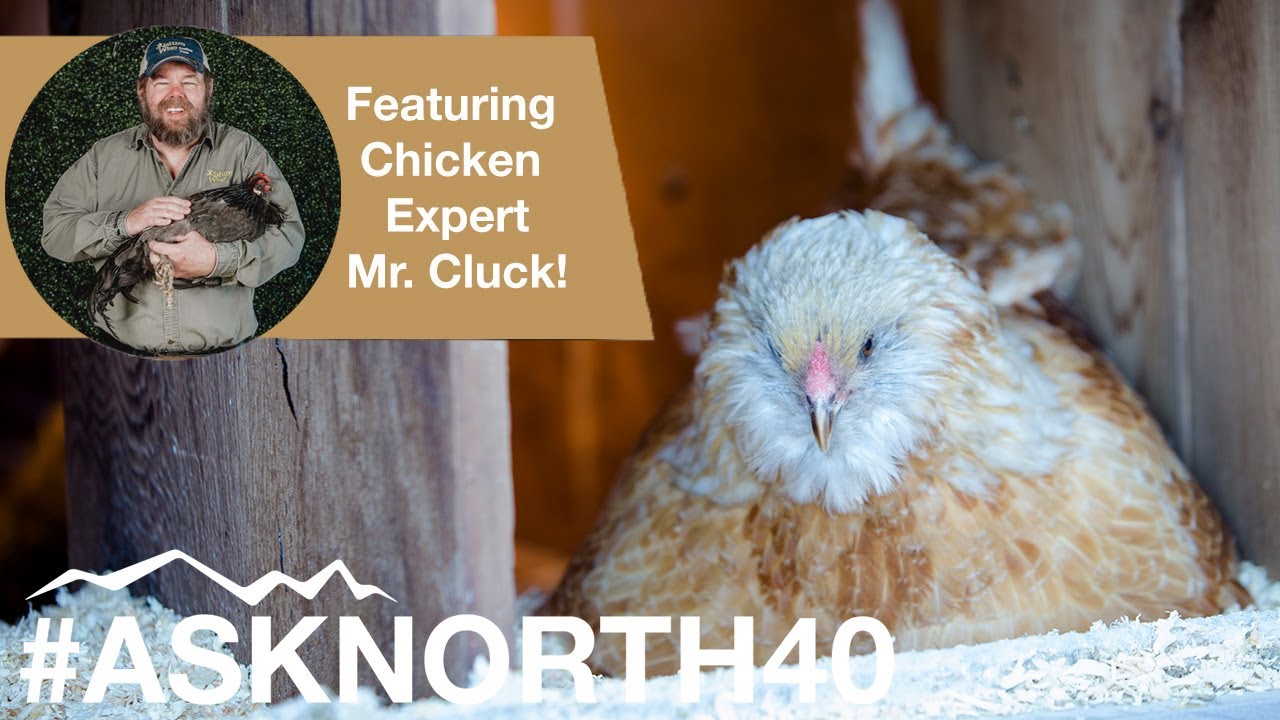 Cold Weather Chickens: Choosing the Right Breeds for Winter