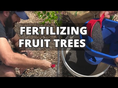 How and When to Fertilize Fruit Trees - Back Yard Orchard
