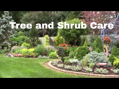 How To Care For A Conference Pear Tree