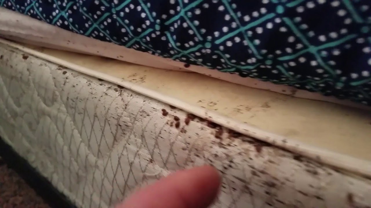What Do Bed Bugs Look Like?