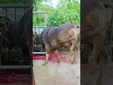 Pemotongan Hewan Qurban di Masjid Nurul Islam 2023