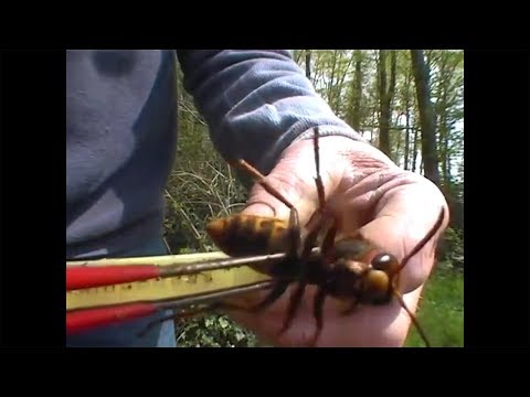 ZOOM ON AN ASIAN GIANT HORNET QUEEN