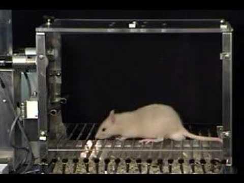 Dishabituation of a rat's startle response