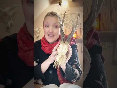 Deer Spirit Animal in Celtic Shamanism