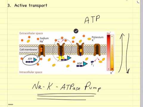 Pharmacokinetics  and Drug Absorption; Veterinary Pharmacology