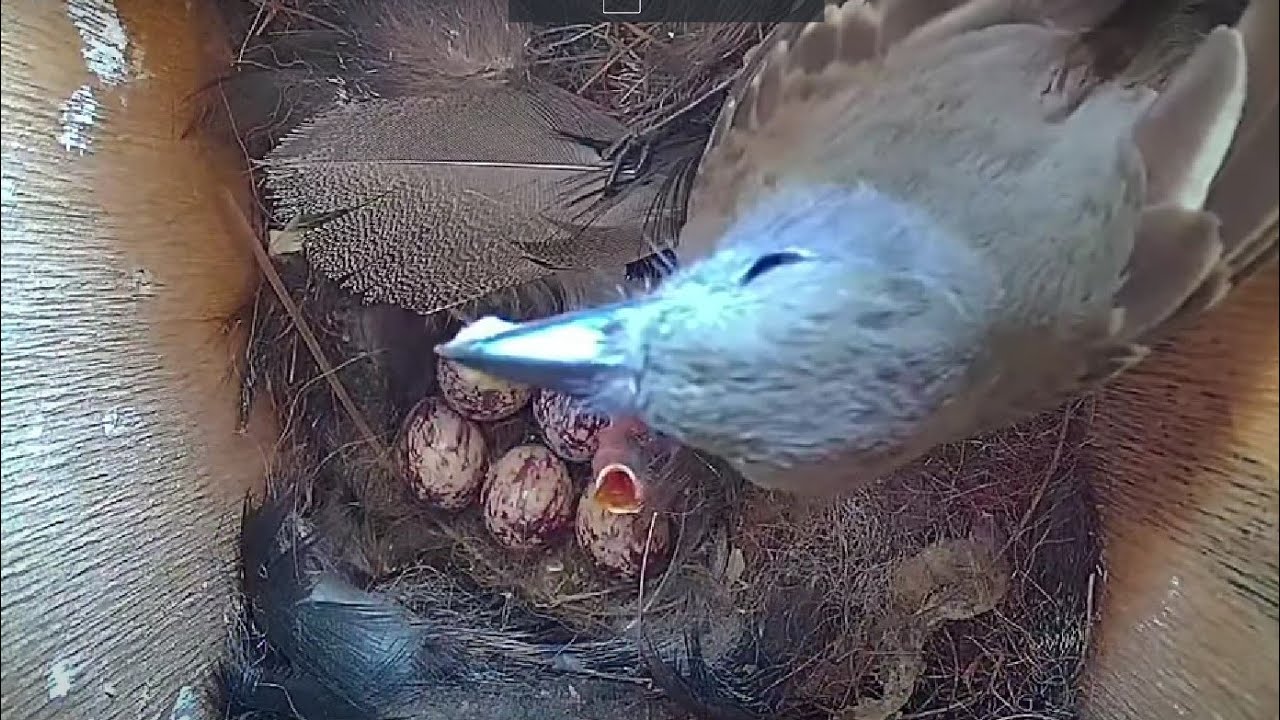 Great Crested Flycatchers Hatch First Chick!